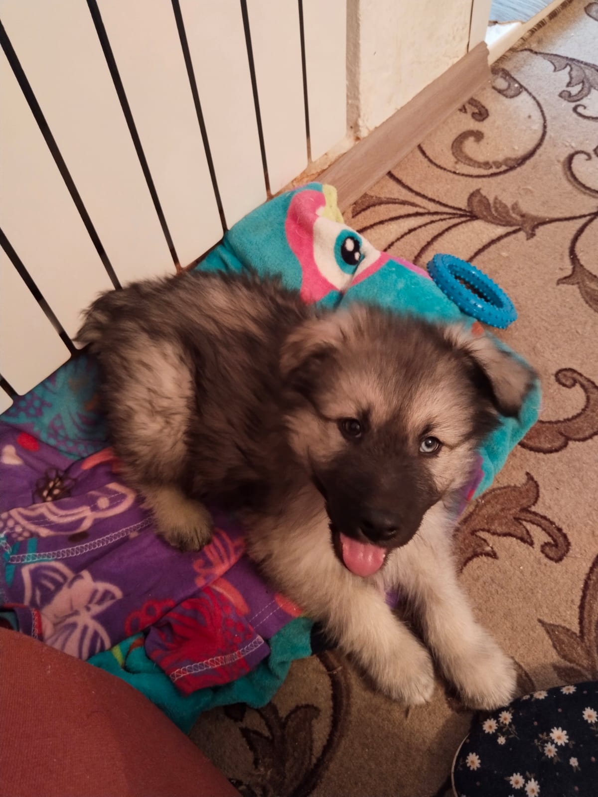 unsorted ~ [Подарю] Щенок ищет добрых хозяев